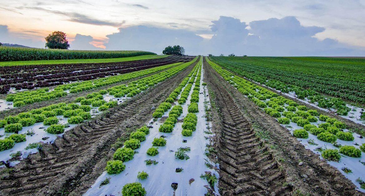 Ecological Farming – CoCycle